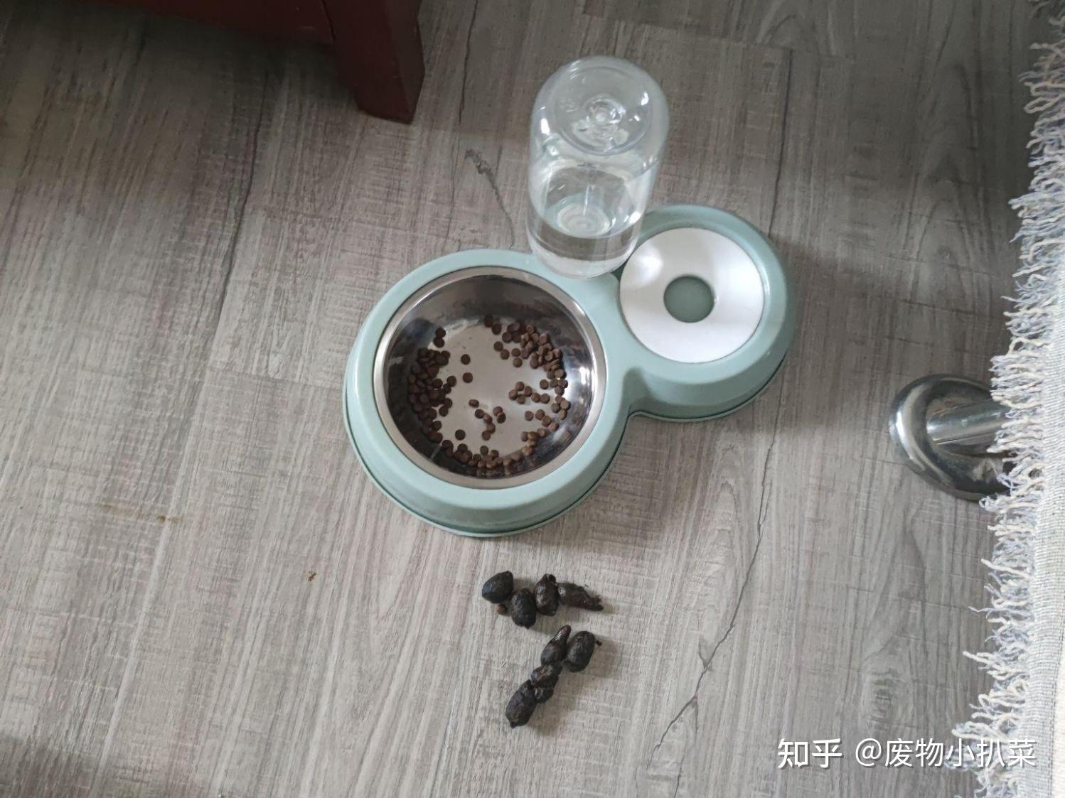 耗时3个月,终于改正猫主子乱拉习惯 知乎