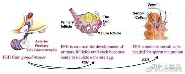 FSH数值偏高，影响试管助孕，怎么样调理才能降低提高受孕率？ - 知乎
