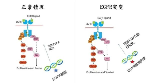 一分钟了解EGFR和肿瘤之间的关系 - 知乎
