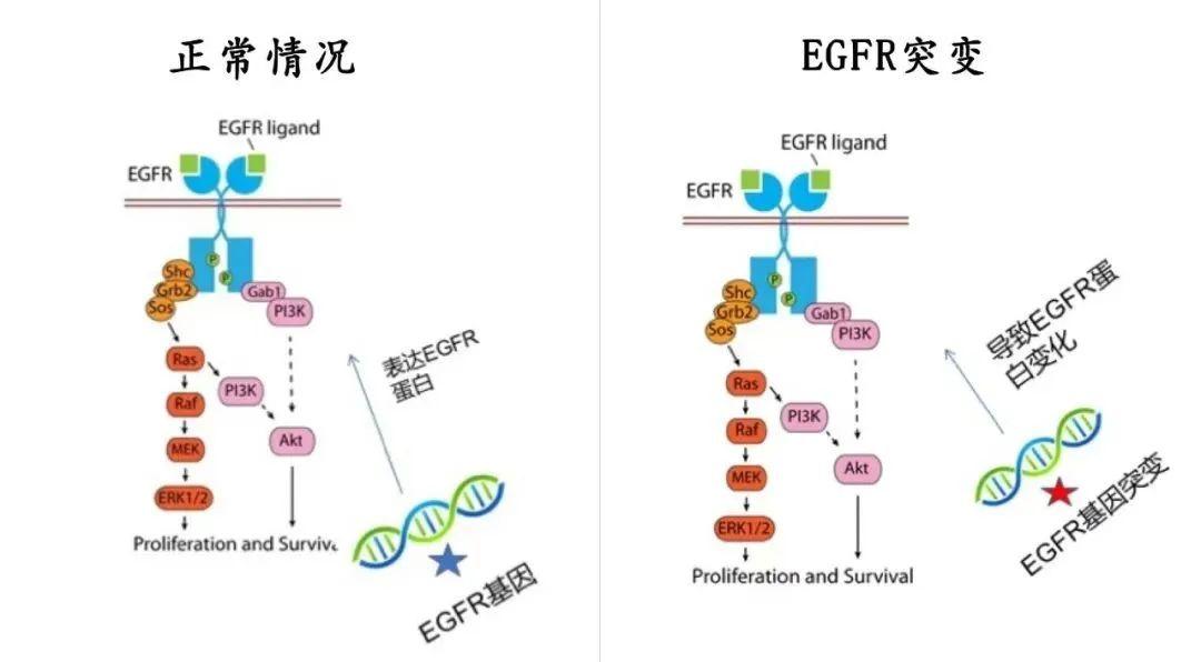 一分钟了解EGFR和肿瘤之间的关系 - 知乎