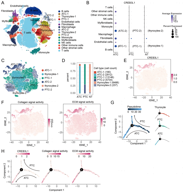 【IF=41】单细胞技术揭秘CREB3L1促进间变性甲状腺癌的生长和转移 - 知乎