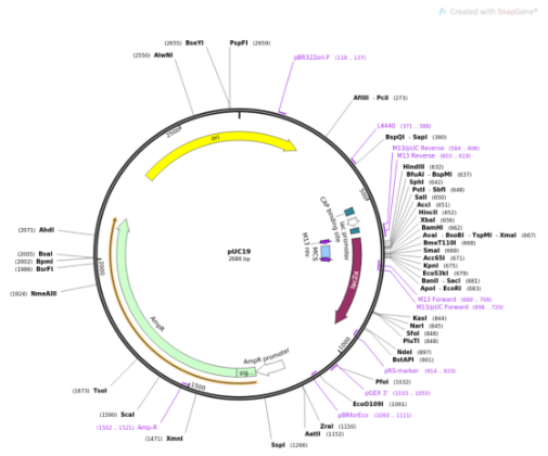 【星耀小课堂】质粒篇|mRNA相关质粒发酵工艺应用 - 知乎