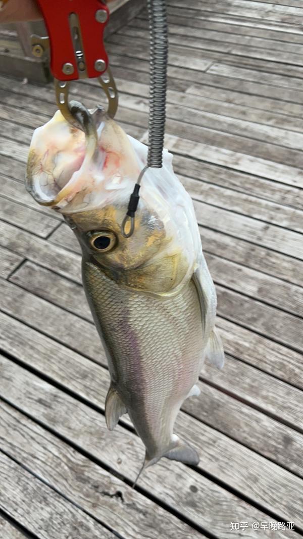 微物路亚，你pe线和前导线选对了吗？ - 知乎