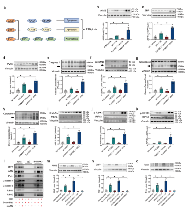 Cell Death Dis｜复旦大学附属中山医院团队阐述心肌细胞泛凋亡参与阿霉素心肌损伤的机制 - 知乎