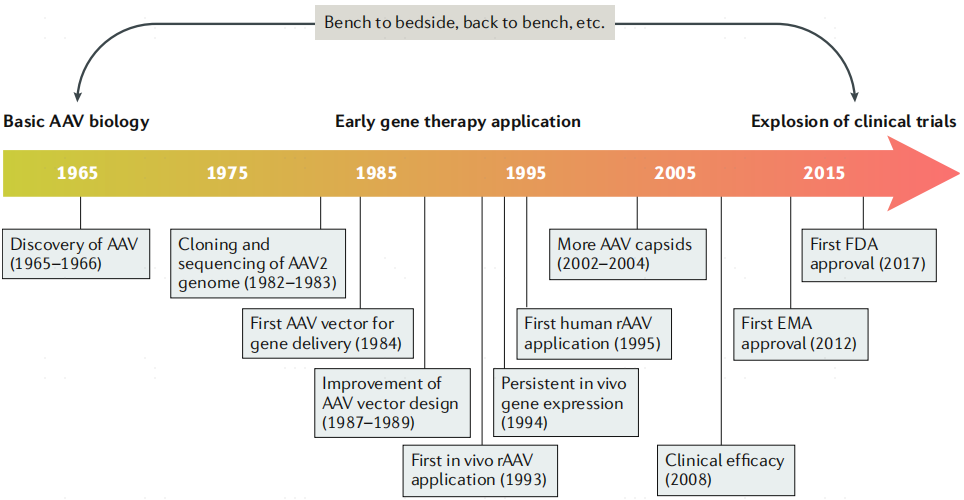 杰论系列 | AAV载体基因治疗药物的免疫原性研究 - 知乎