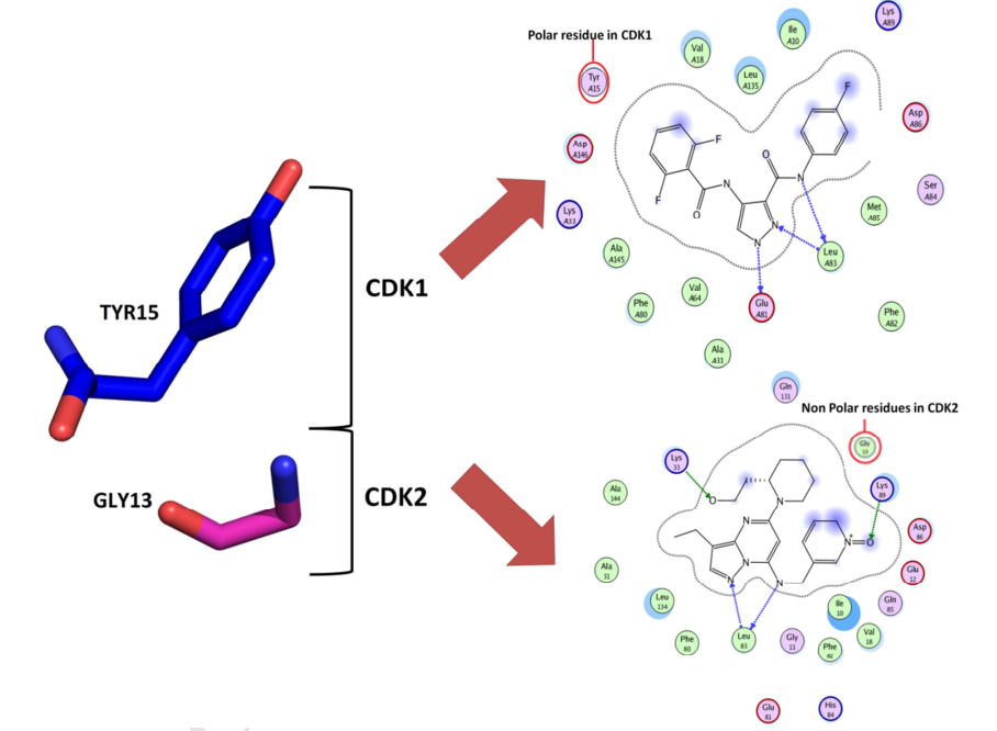 计算角度&指导CDKs抑制剂如何开发 - 知乎