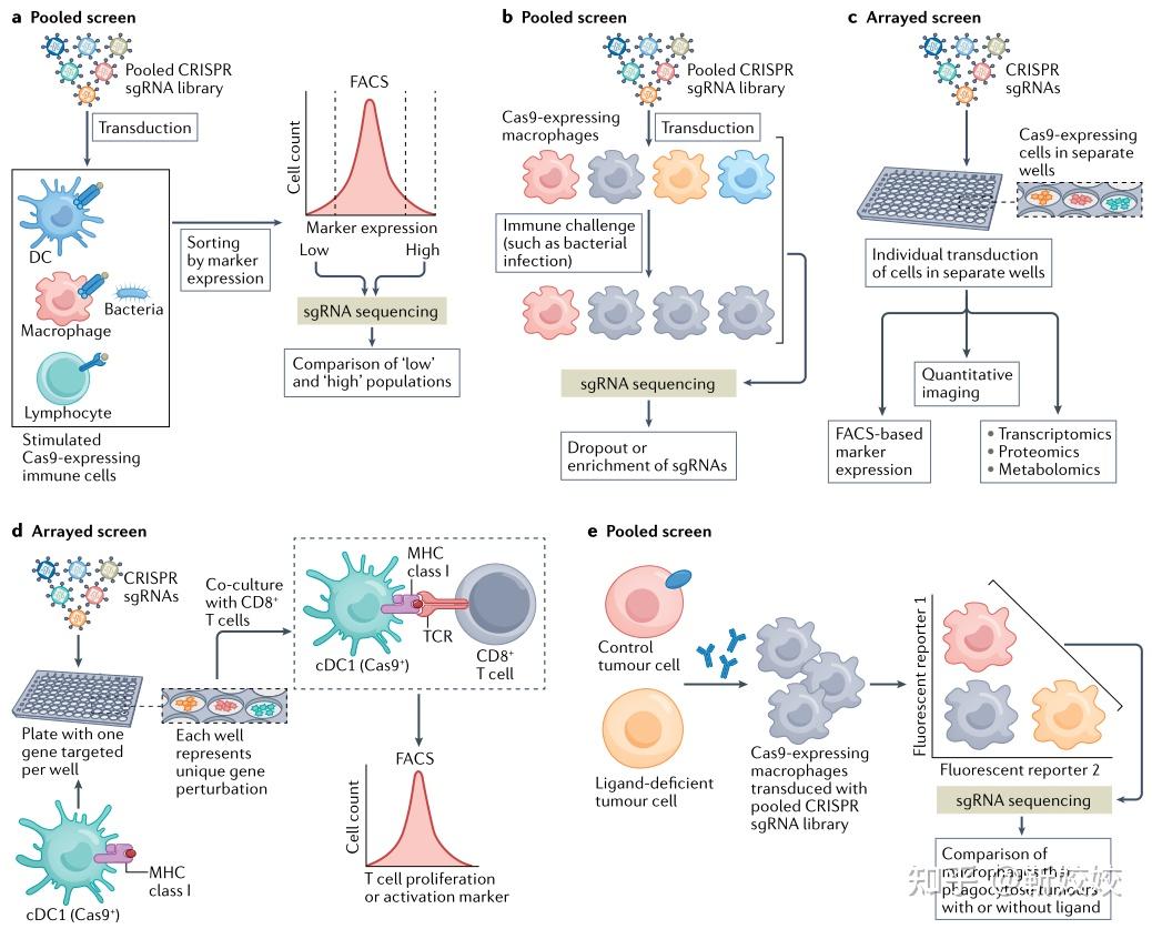 Nature综述(IF=109)|高通量单细胞CRISPR技术用于免疫功能筛选，疾病靶点发现和免疫治疗 - 知乎