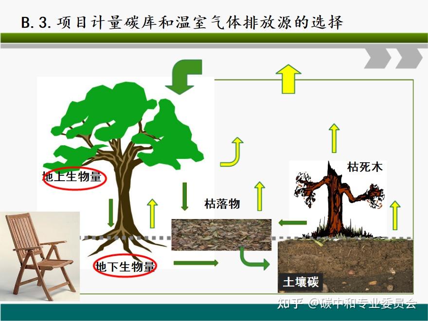 林业碳汇项目开发流程及案例 (北京林业大学) 知乎