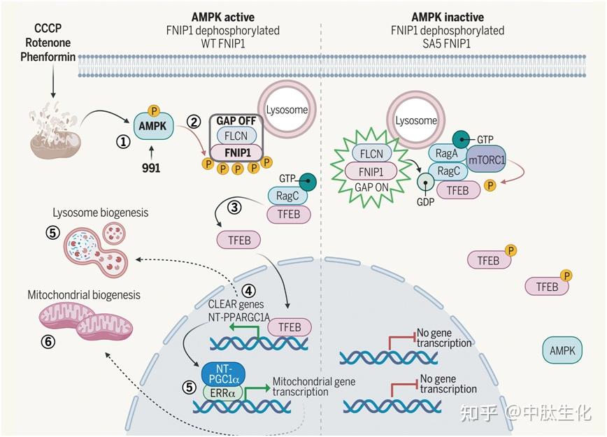 Science：新研究破解代谢应激中线粒体修复和替换之谜 - 知乎