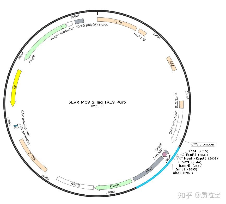 pLVX系列3×Flag慢病毒表达载体 - 知乎