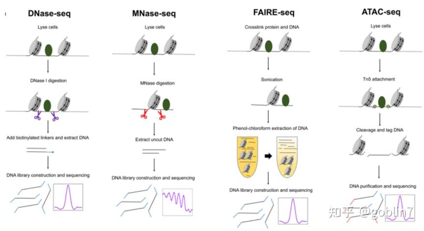 文献阅读——PD-1 combination therapy with IL-2 modifies CD8+ T cell ...