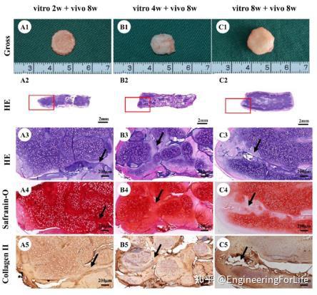用于软骨再生的GelMA/HAMA复合3D打印冻干支架 - 知乎