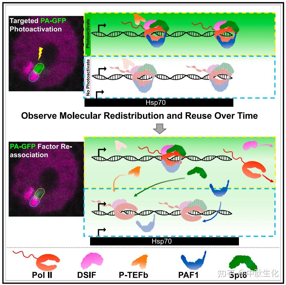 Mol Cell：RNA Pol II和延伸因子的活细胞成像展示转录调控新机制 - 知乎