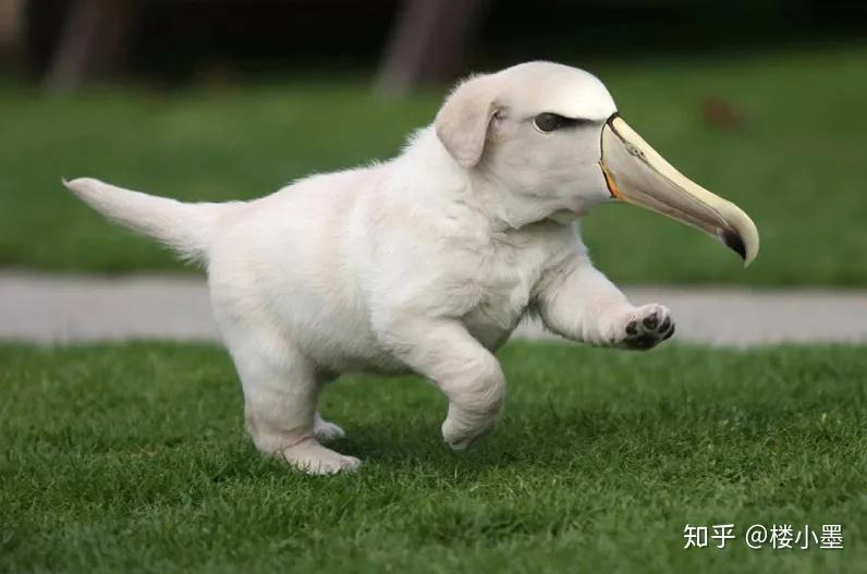 PS中的神奇动物 - 知乎