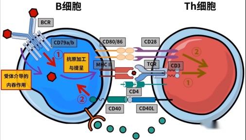免疫学实用基础（3） - 知乎