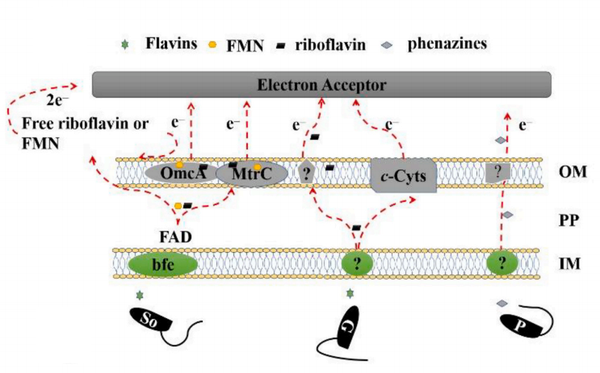 胞外微生物电子转移及其工程策略 - 知乎