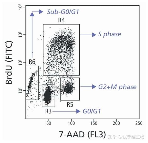 【罗工宝典第18式】BrdU的检测攻略 - 知乎