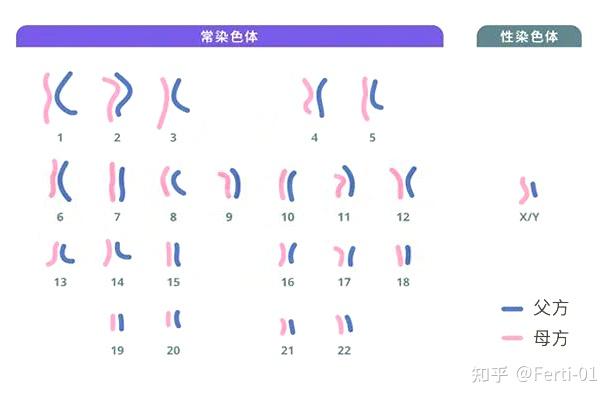 胚胎染色体异常可以避免吗 知乎