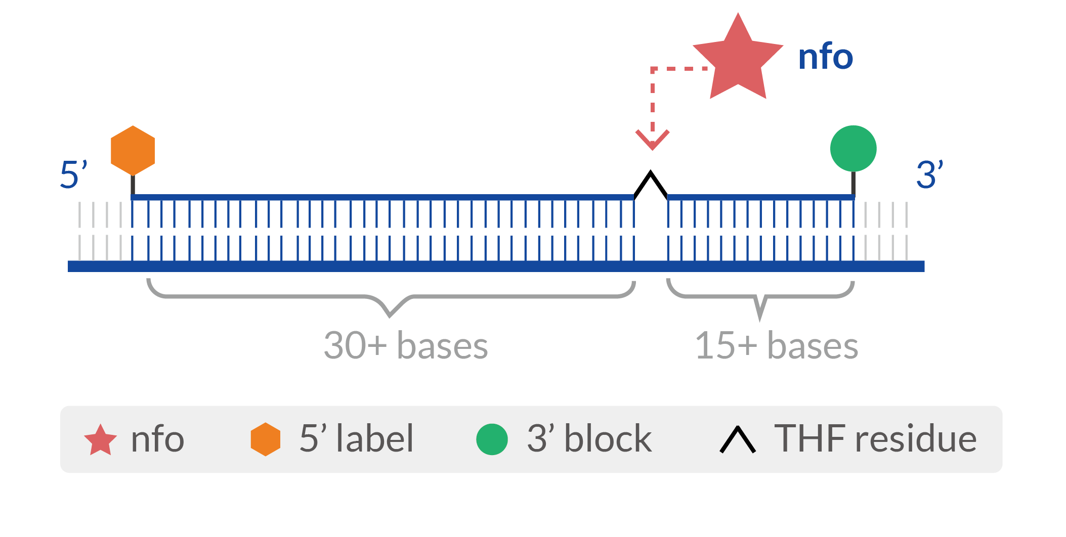 修饰引物/探针系列详解—RPA/RAA探针 - 知乎