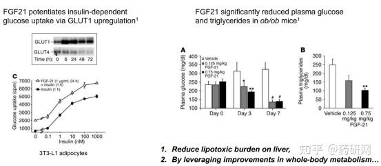 FGF21：NASH领域逆境前行现曙光 - 知乎