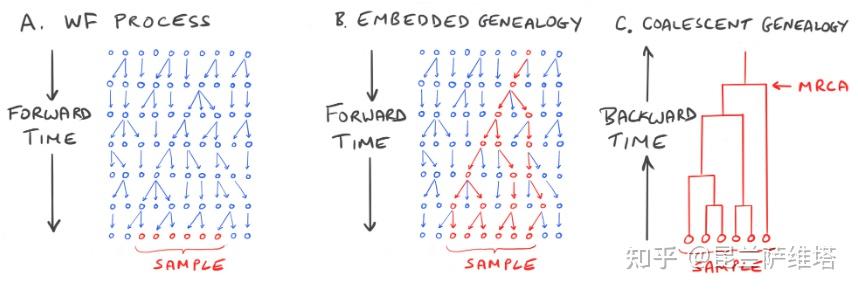 溯祖理论The coalescent（1） - 知乎