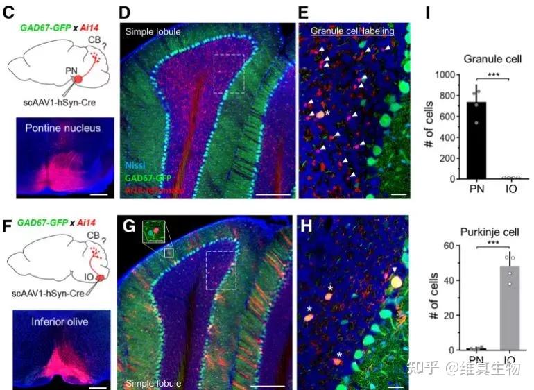 神经研究中『可顺向跨单级突触』的AAV血清型-AAV1 - 知乎
