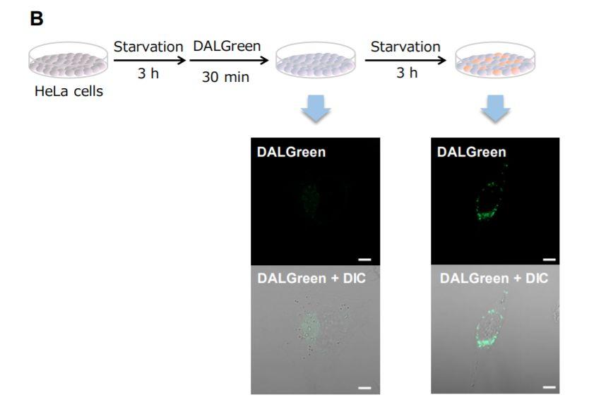 内部揭秘丨自噬探针原理 - 知乎