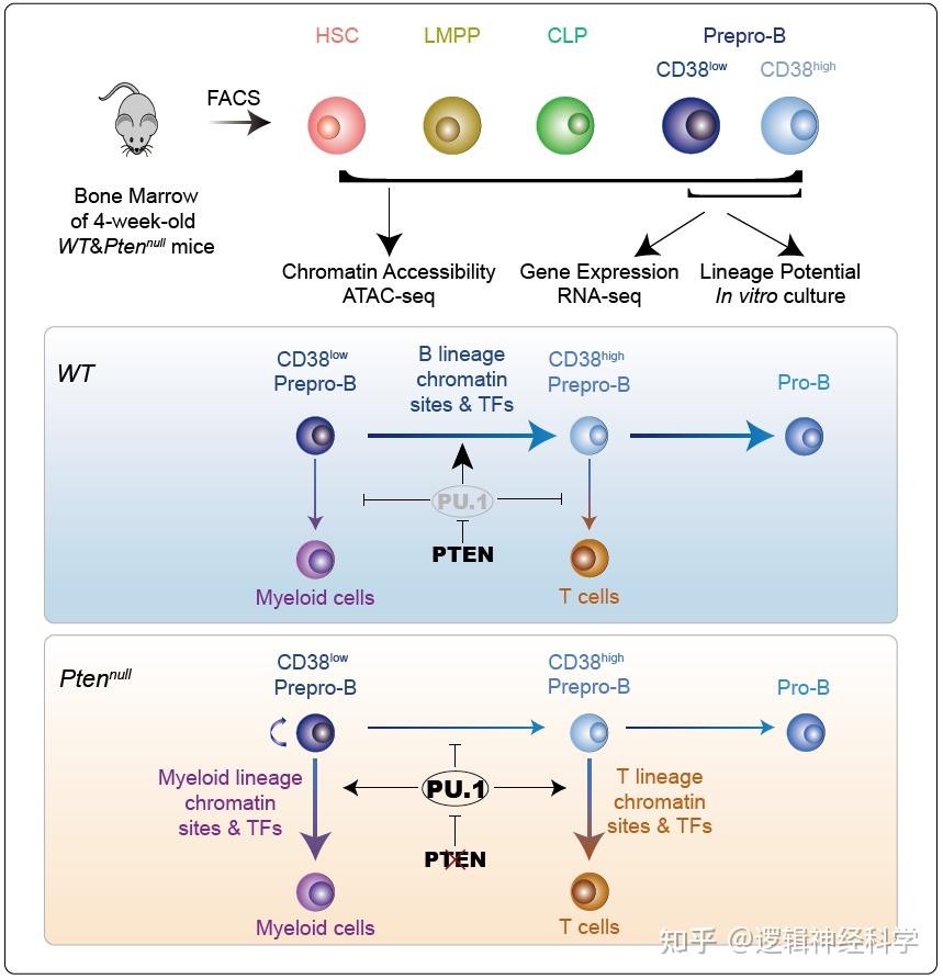 Cell Reports︱北京大学吴虹/李程团队合作揭示PTEN通过PU.1调控造血系统谱系可塑性的细胞和分子机制 - 知乎