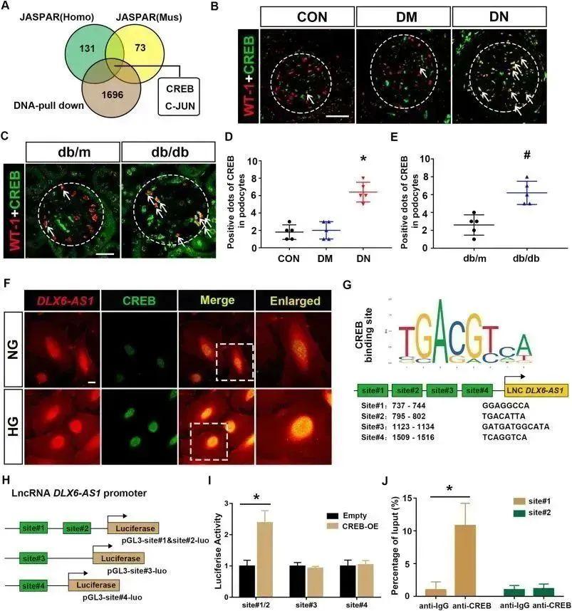 干货！如何找到靶基因上游的转录因子 - 知乎