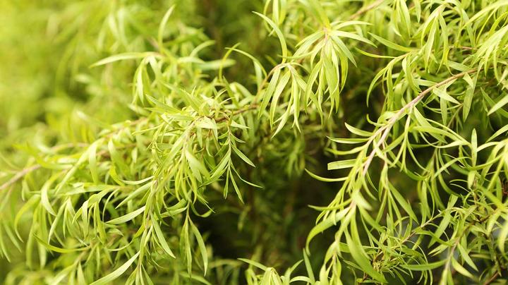 聊一聊，很少人会了解的茶树油标准 - 知乎