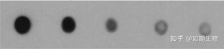 RNA Dot blot 实验流程 - 知乎