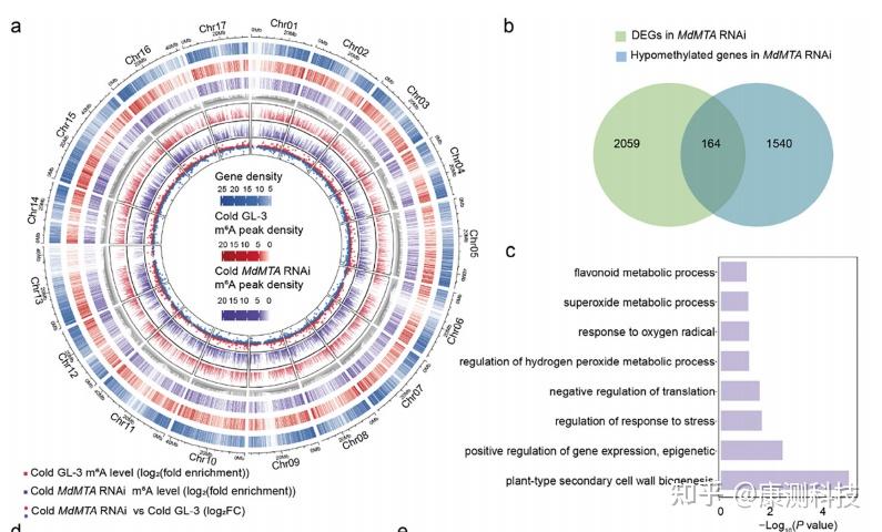 Adv. Sci.IF14.3|西北农大揭示MdDSK2a-Like-MdMTA模块通过m6A参与苹果低温胁迫响应的分子机制 - 知乎