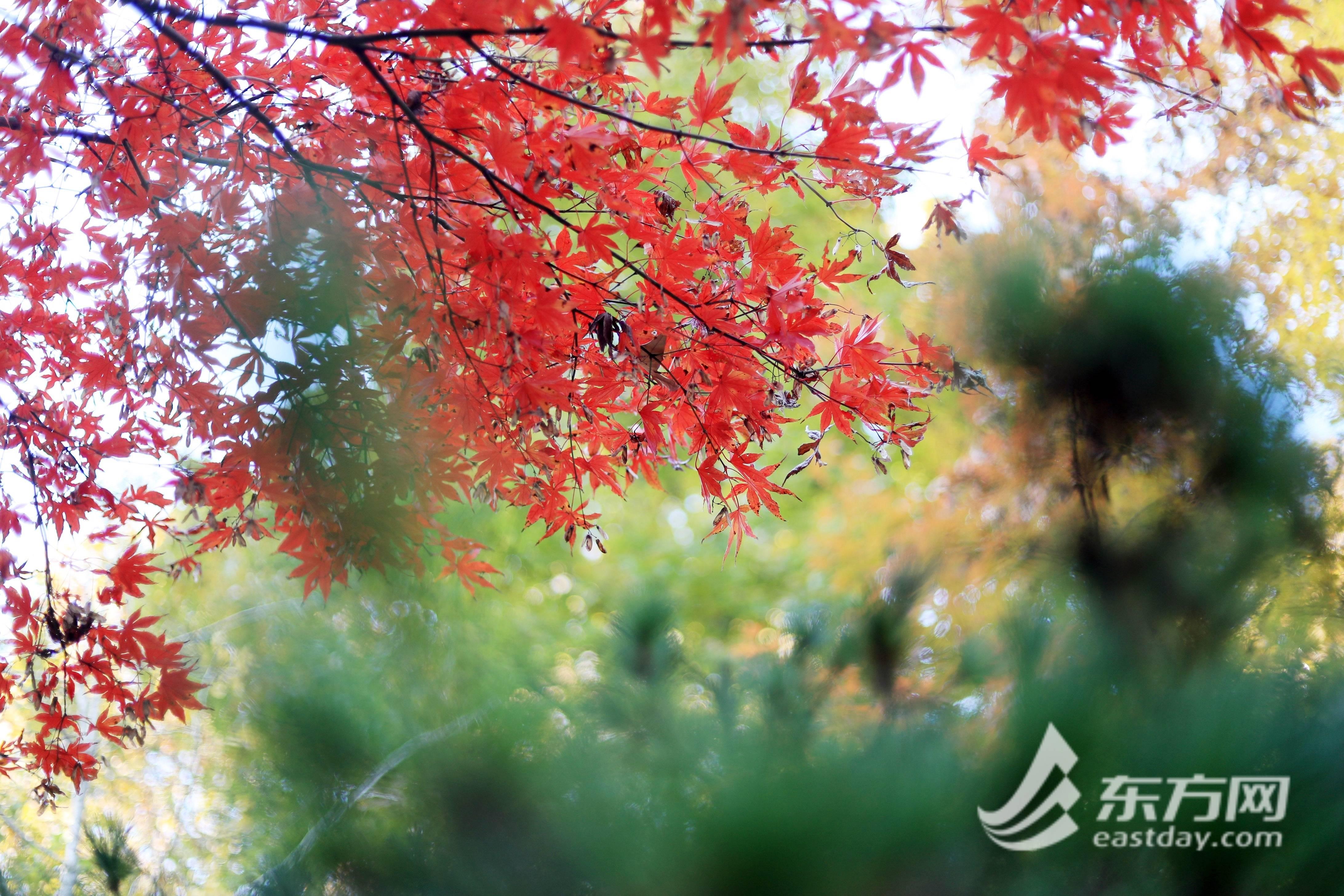 初冬枫景独好 上海的枫叶进入最佳观赏期 - 知乎