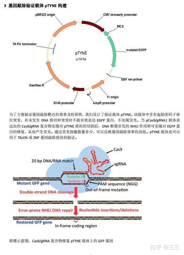 CRISPR/Cas9基因敲除原理及实验建议 - 知乎