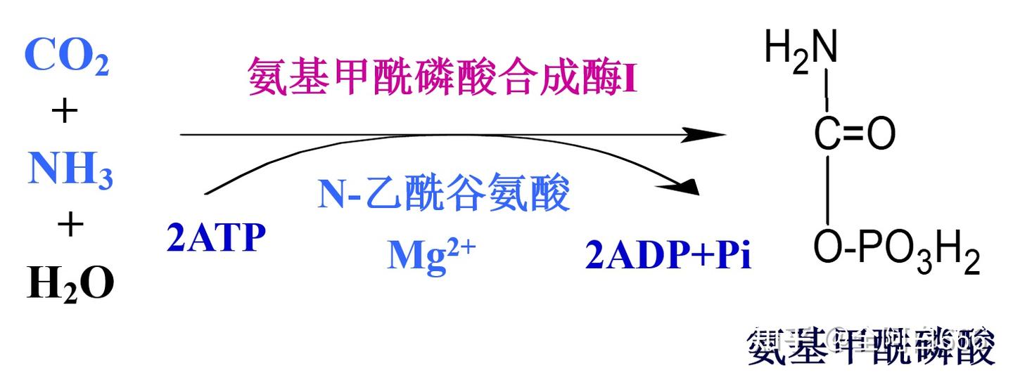 鸟氨酸循环要点 - 知乎
