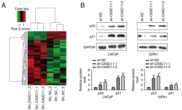 学术助力 | LncRNA CASC11通过与YBX1作用抑制p53途径以促进前列腺癌进展 - 知乎