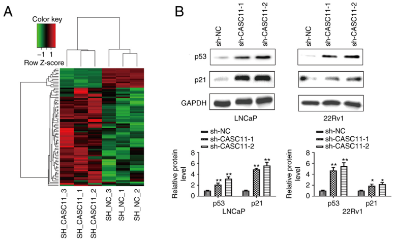 学术助力 | LncRNA CASC11通过与YBX1作用抑制p53途径以促进前列腺癌进展 - 知乎