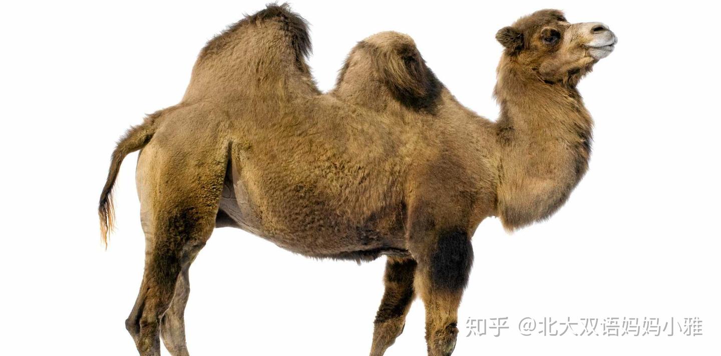 “你和宝宝说英语”每日一词：bump、lump和hump有什么区别？ - 知乎