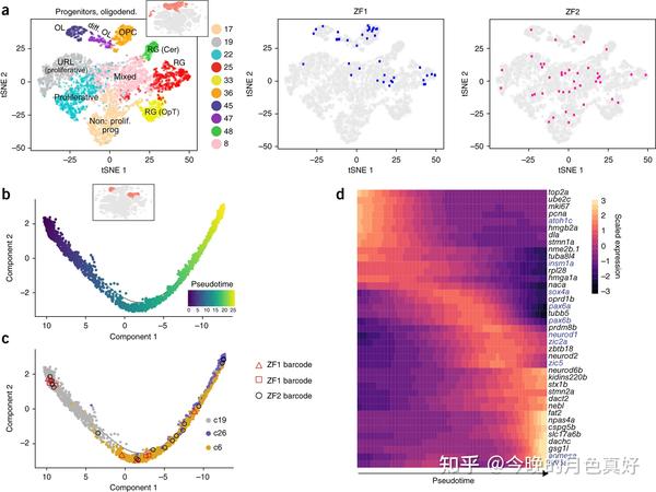 Simultaneous single-cell profiling of lineages and cell types in the ...