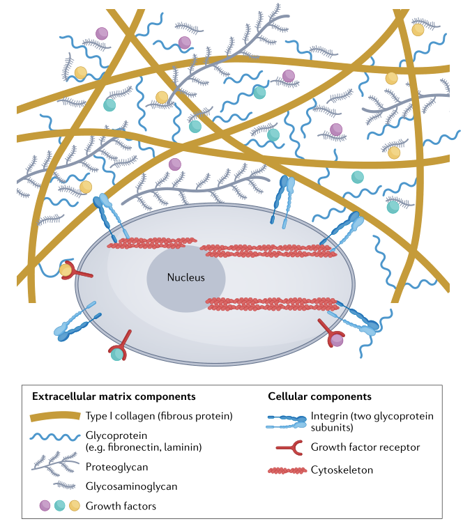 《Nature Rev. Chem.》哈佛大学David J. Mooney院士综述：细胞培养用水凝胶工程化策略 - 知乎