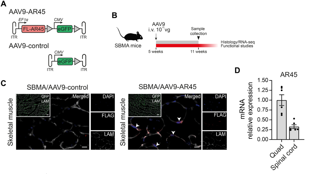 Science advances最新进展｜AR亚型2基因治疗通过抑制AR的转录活性改善脊髓延髓肌萎缩症 - 知乎