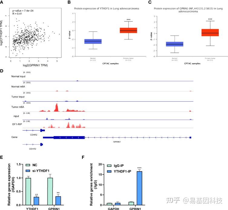 易基因｜典型案例：MeRIP-seq综合分析肺腺癌中的转录组m6A甲基化组 - 知乎