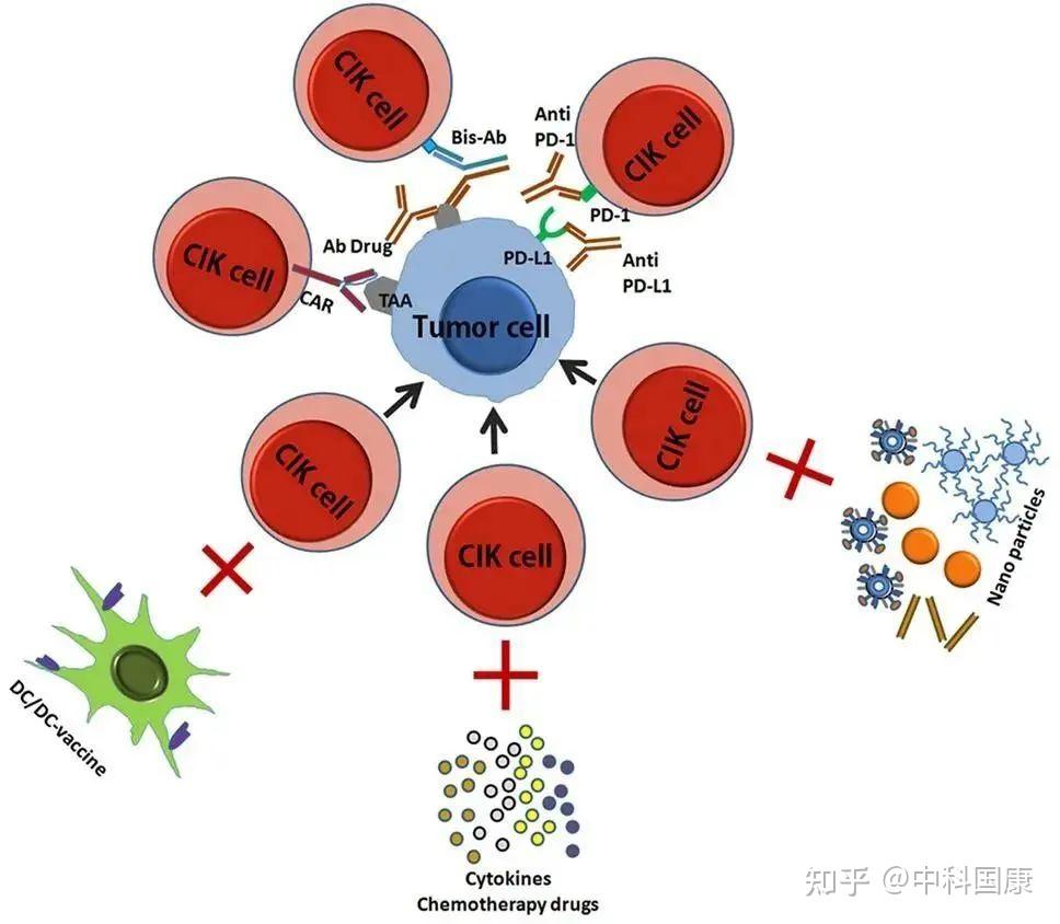 免疫细胞中的“顶流大咖”——CIK、NK，你分得清吗？ - 知乎