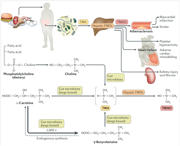 文献分享丨Nat Rev Cardiol肠道菌群与心衰 - 知乎