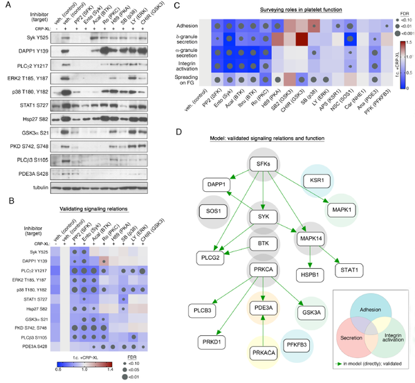 止血机制大揭秘！Blood: 磷酸化组学首次揭示血小板GPVI受体的信号调控通路 - 知乎