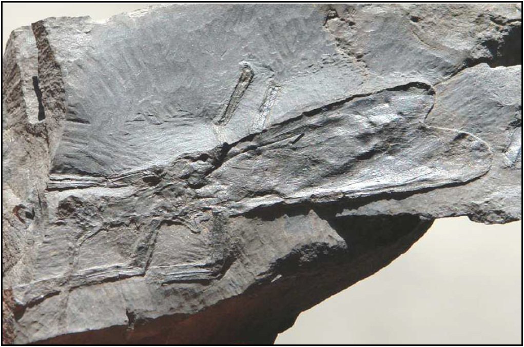 【地球演义】六足传奇7：蝗食蜩饮 - 知乎