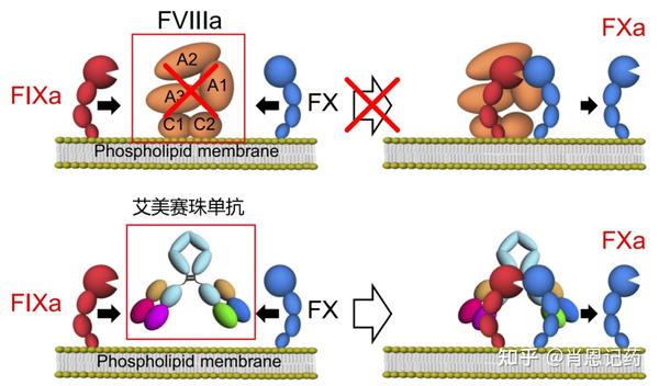 记住所有FDA批准生物药？| 替代凝血因子Ⅷ功能 | 舒友立乐®艾美赛珠单抗 | 治疗A型血友病 - 知乎
