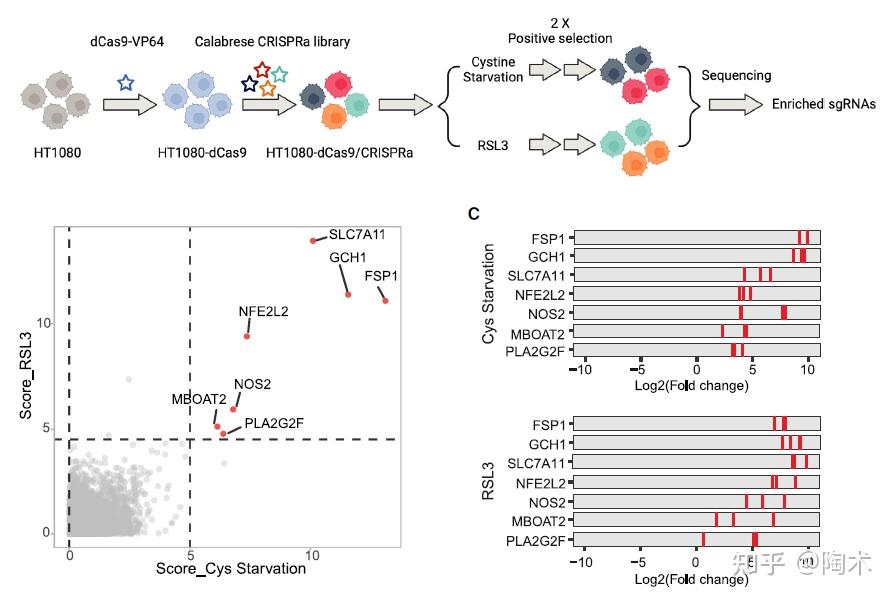 全新铁死亡监测机制——MBOAT1/2 - 知乎