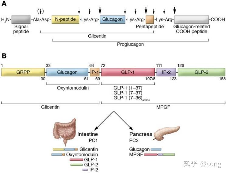 GLP-1 的发现 - 知乎