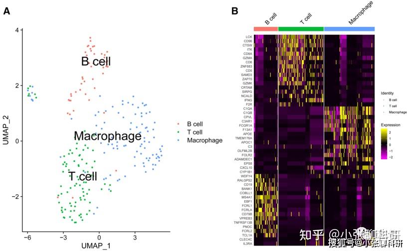 文献详解丨不花大价钱也能轻松发单细胞高分文章！ - 知乎